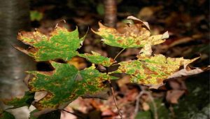 How Do You Fix Over-Fertilizing Plants? - A Basic Guideline