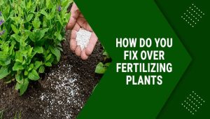 How Do You Fix Over-Fertilizing Plants? - A Basic Guideline