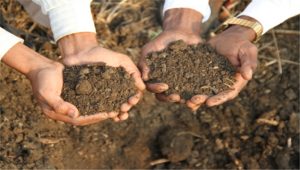 How To Make Soil Fertile Naturally - Step By Step Guideline