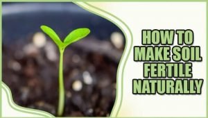 How To Make Soil Fertile Naturally - Step By Step Guideline