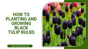 How To Planting And Growing Black Tulip Bulbs - Step By Step Guide
