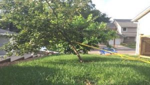 How To Fix A Leaning Tree - A Quick Guide