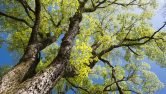 How To Determine Tree Age - A Quick Guide