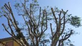 How To Trim A Birch Tree - 9 Expert Guide