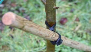 How To Brace A Large Leaning Tree: 6 Easy Steps