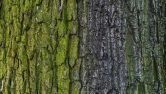 How To Determine Tree Age - A Quick Guide