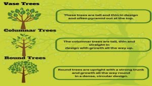 How To Determine Tree Age - A Quick Guide