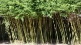 How To Kill Bamboo Stumps: In Details
