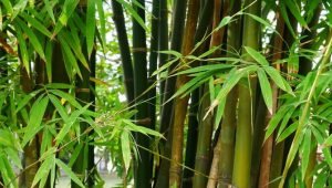 How To Kill Bamboo Stumps: In Details
