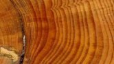 How To Determine Tree Age - A Quick Guide