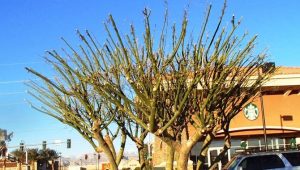 How To Trim Palo Verde Tree - A Step By Step Guide