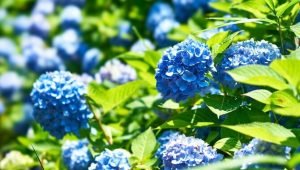 How To Grow Hydrangeas - A Must-Read For Beginners