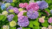 How To Grow Hydrangeas - A Must-Read For Beginners