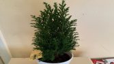 How To Grow & Care Ellwoodii Tree Indoors - The Quickest 7 Way