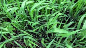 Pictures Of Crabgrass And Quackgrass - Distinguishing Crabgrass And Quackgrass
