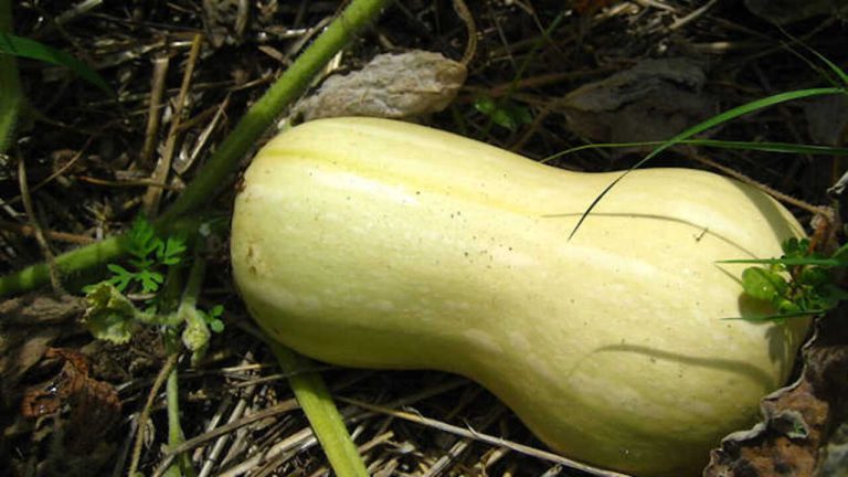 Will Butternut Squash Ripen Off The Vine? Full Details To Know