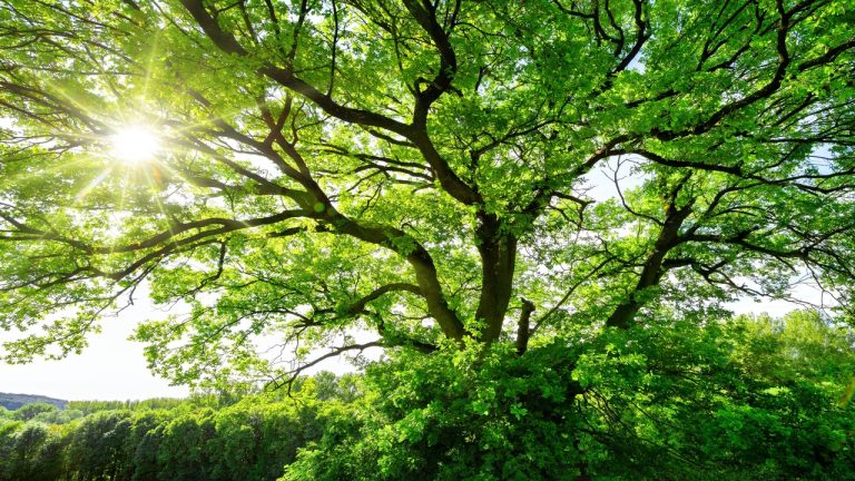 Why Is Composting Good For The Environment: A Complete Guide