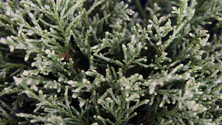 How To Grow & Care Ellwoodii Tree Indoors - The Quickest 7 Way