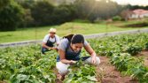 Farm Vs Garden: Understanding The Key Differences