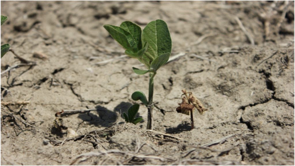 Wilted And Weakened: Understanding The Effects Of Desert Rose Root Rot