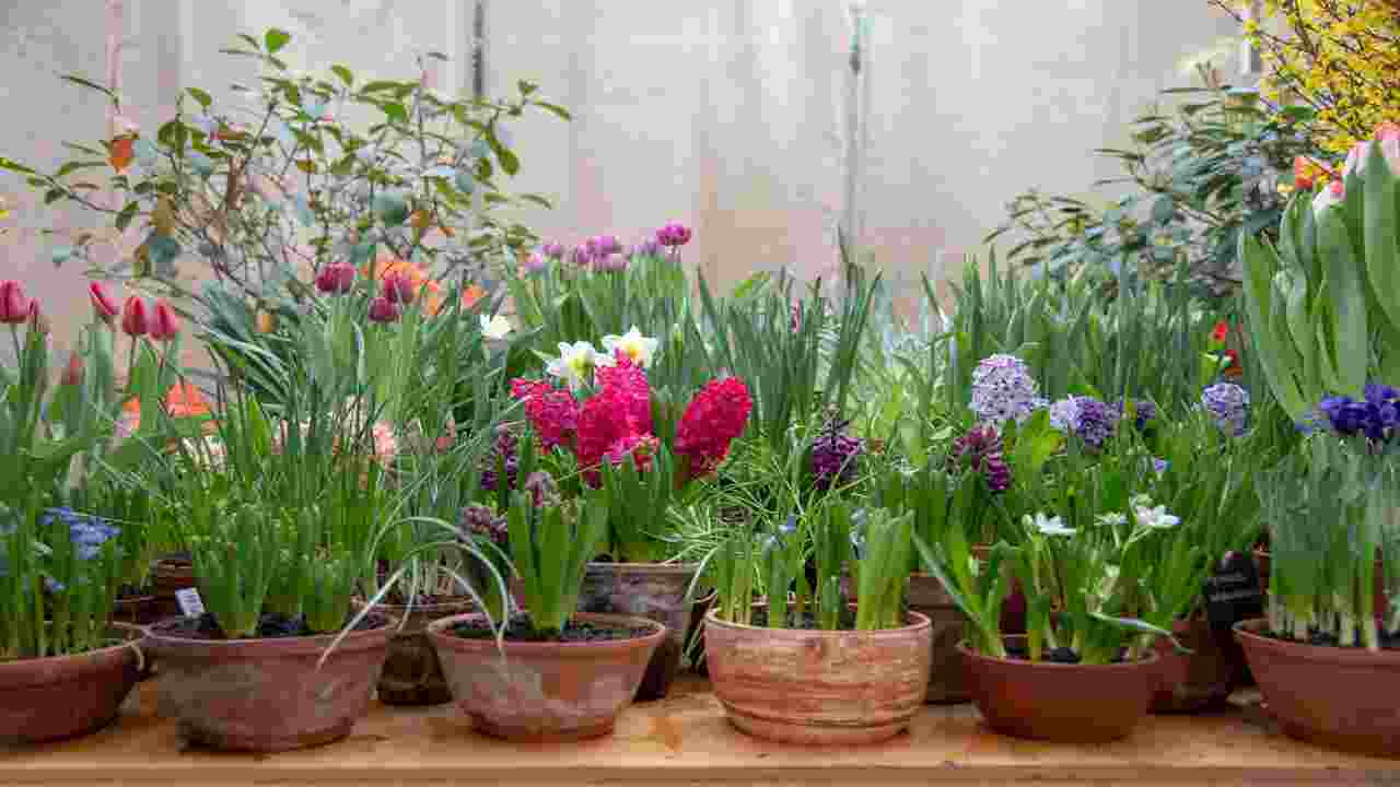 How Long Do Bulbs Take To Grow - A Simple Guide