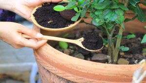 The Benefits And Challenges Of Composting With Coffee - A Expert Guideline