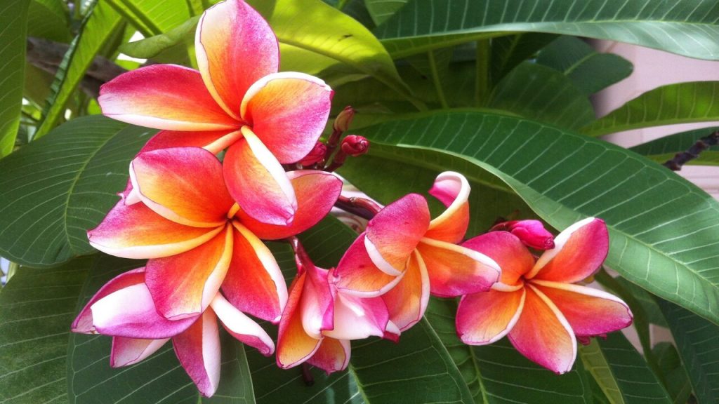 Wilted Woes: How Plumeria Stem Rot Is Destroying Your Garden