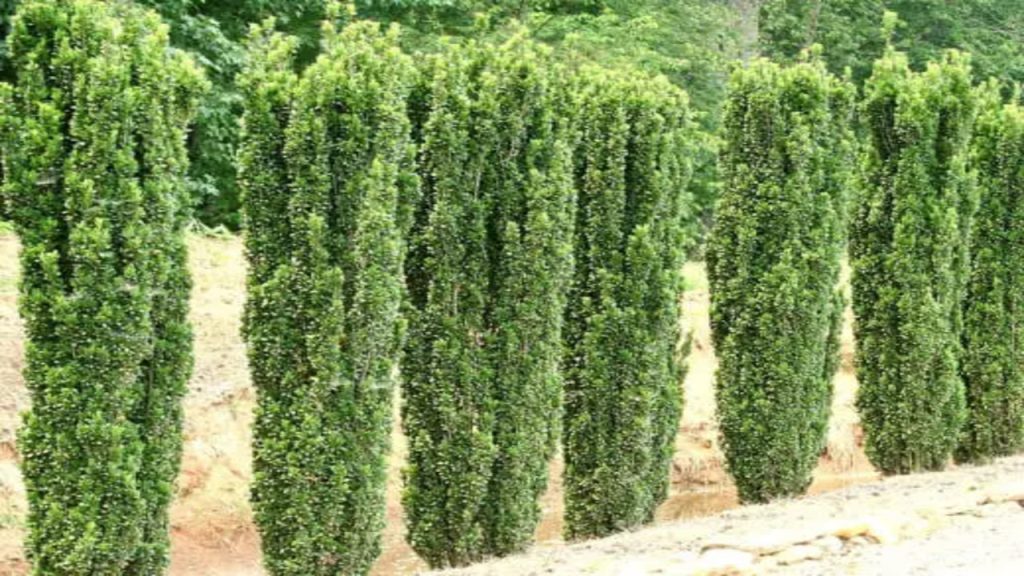 Proven Strategies For Managing Sky Pencil Holly Problems - A Beginner Guide