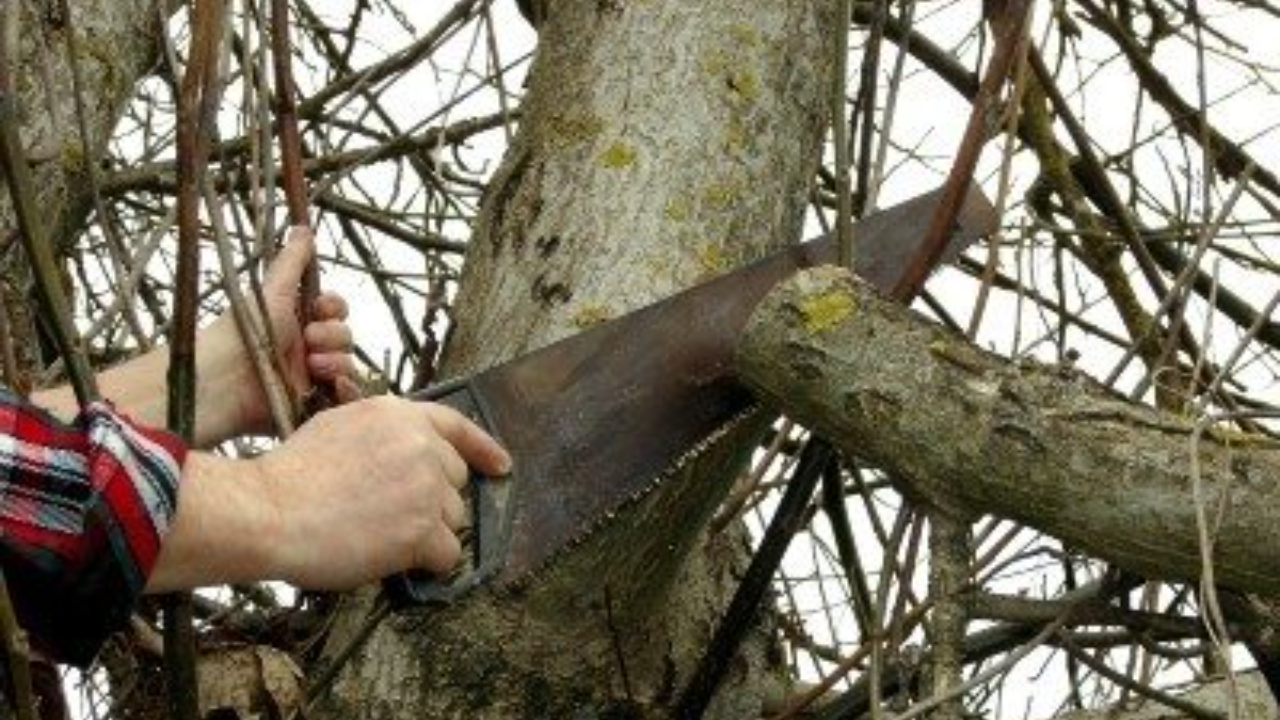 How to Trim a Birch Tree: The Basics Guide