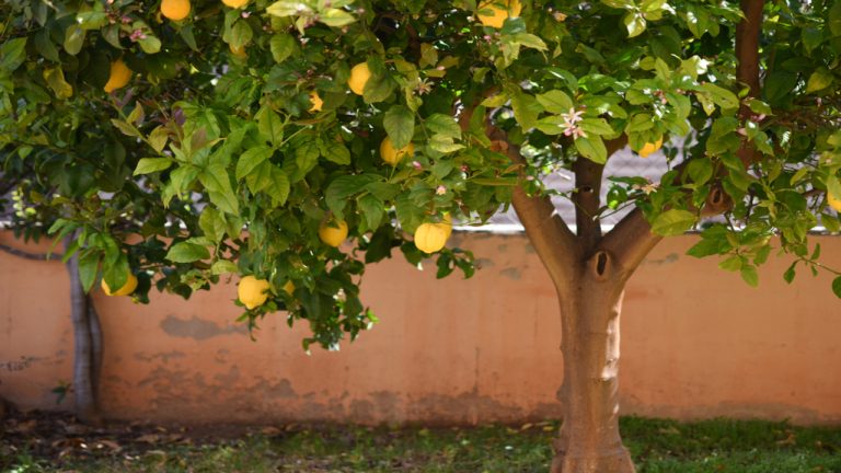 Lemon Tree Is Dying - How To Fix For Good Farming