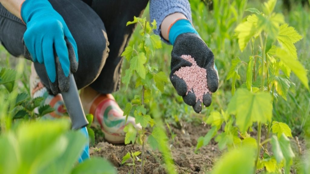 The Ultimate Soil Booster: Is Compost Fertilizer Can Improve Your Crop ...