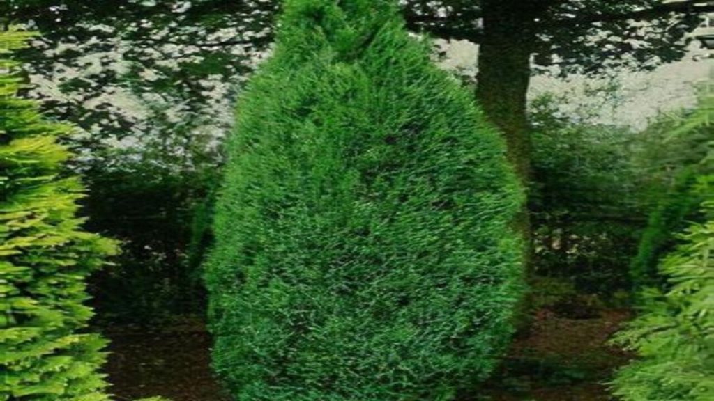 How To Grow & Care Ellwoodii Tree Indoors - The Quickest 7 Way