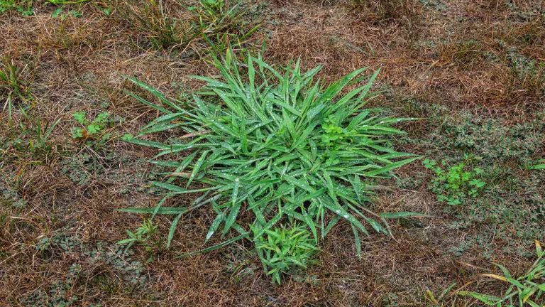 Pictures Of Crabgrass And Quackgrass - Distinguishing Crabgrass And ...