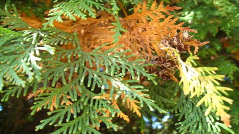 Green Giant Arborvitae Turning Brown - You Need To Know