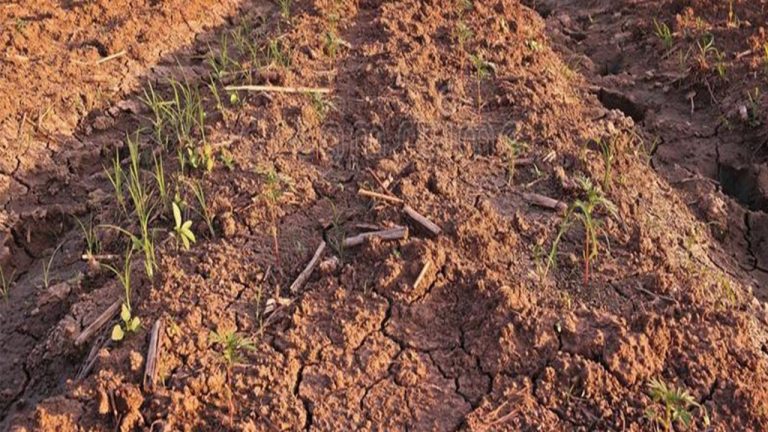 Perico Plant: A Sustainable Source Of Nutrition And Wellness"