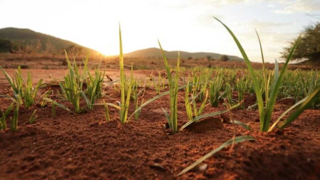 Proven Strategies For Managing Sky Pencil Holly Problems - A Beginner Guide