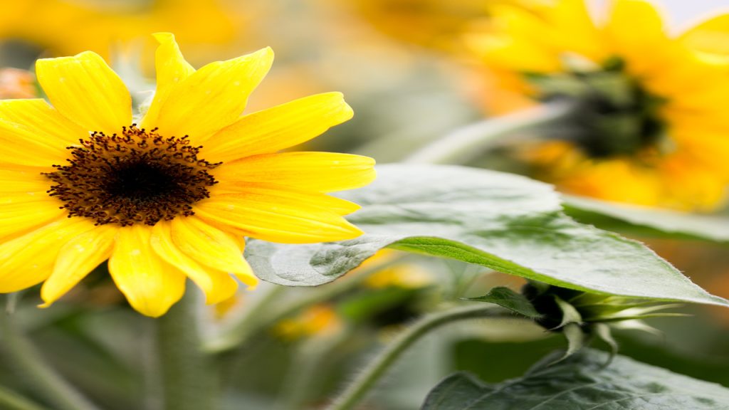 How To Plant The Smallest Sunflower - Master Growing
