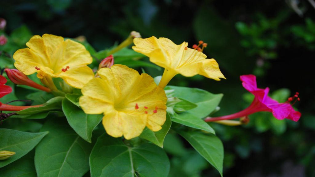 Perico Plant: A Sustainable Source Of Nutrition And Wellness"