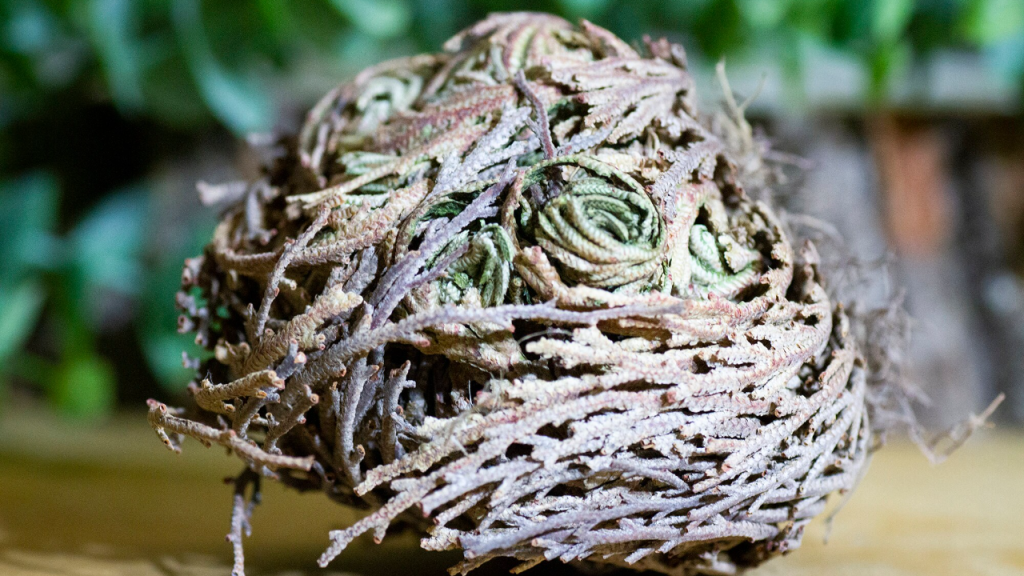 How To Treat Mold On The Rose Of Jericho - Step By Step Guideline