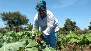 Farm Vs Garden: Understanding The Key Differences