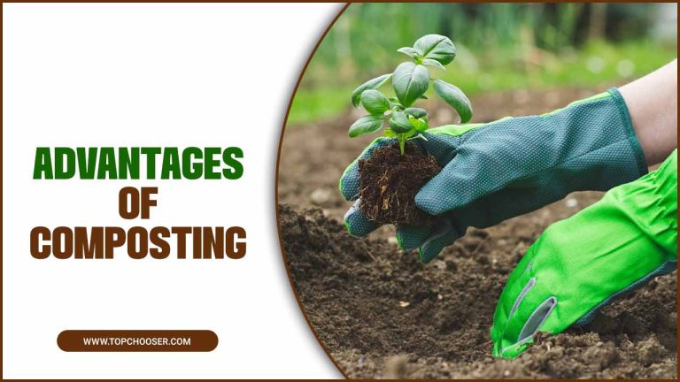 US Composting Council: Everything You Need to Know