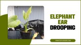Understanding Elephant Ear Drooping: Causes And Treatment