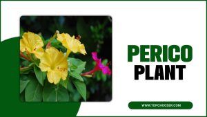 Perico Plant: A Sustainable Source Of Nutrition And Wellness"
