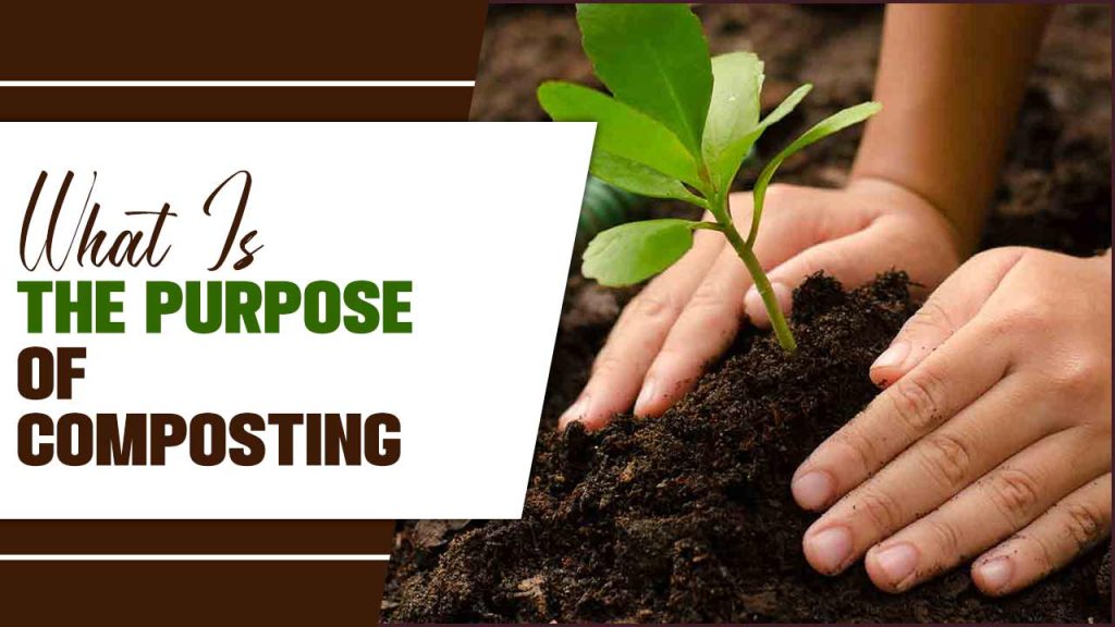 From Waste To Wealth: What Is The Purpose Of Composting