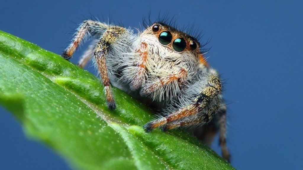 Mexican Jumping Spider: A Fascinating Creature In Nature