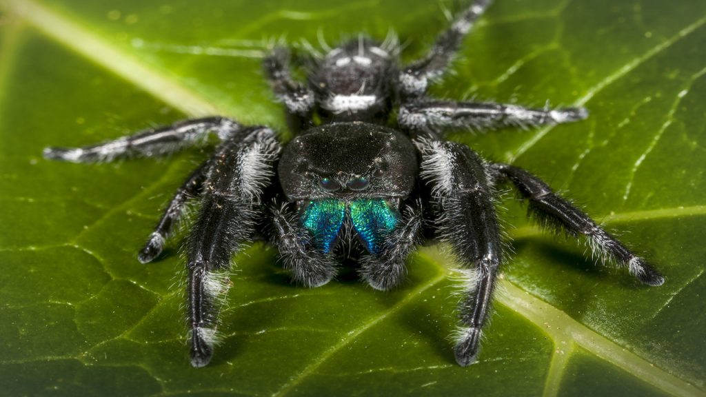 Mexican Jumping Spider: A Fascinating Creature In Nature