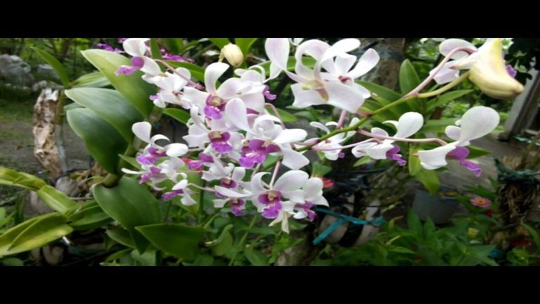 Rice Water For Orchids: The Secret To Thriving Plants