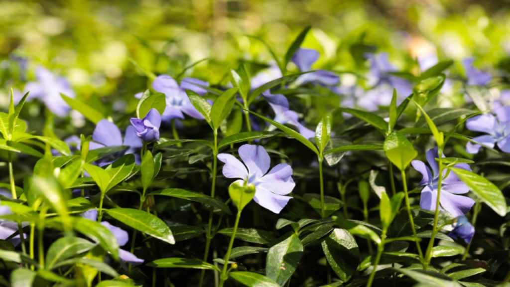 How To Propagate Vinca Vine: A Step-By-Step Guide